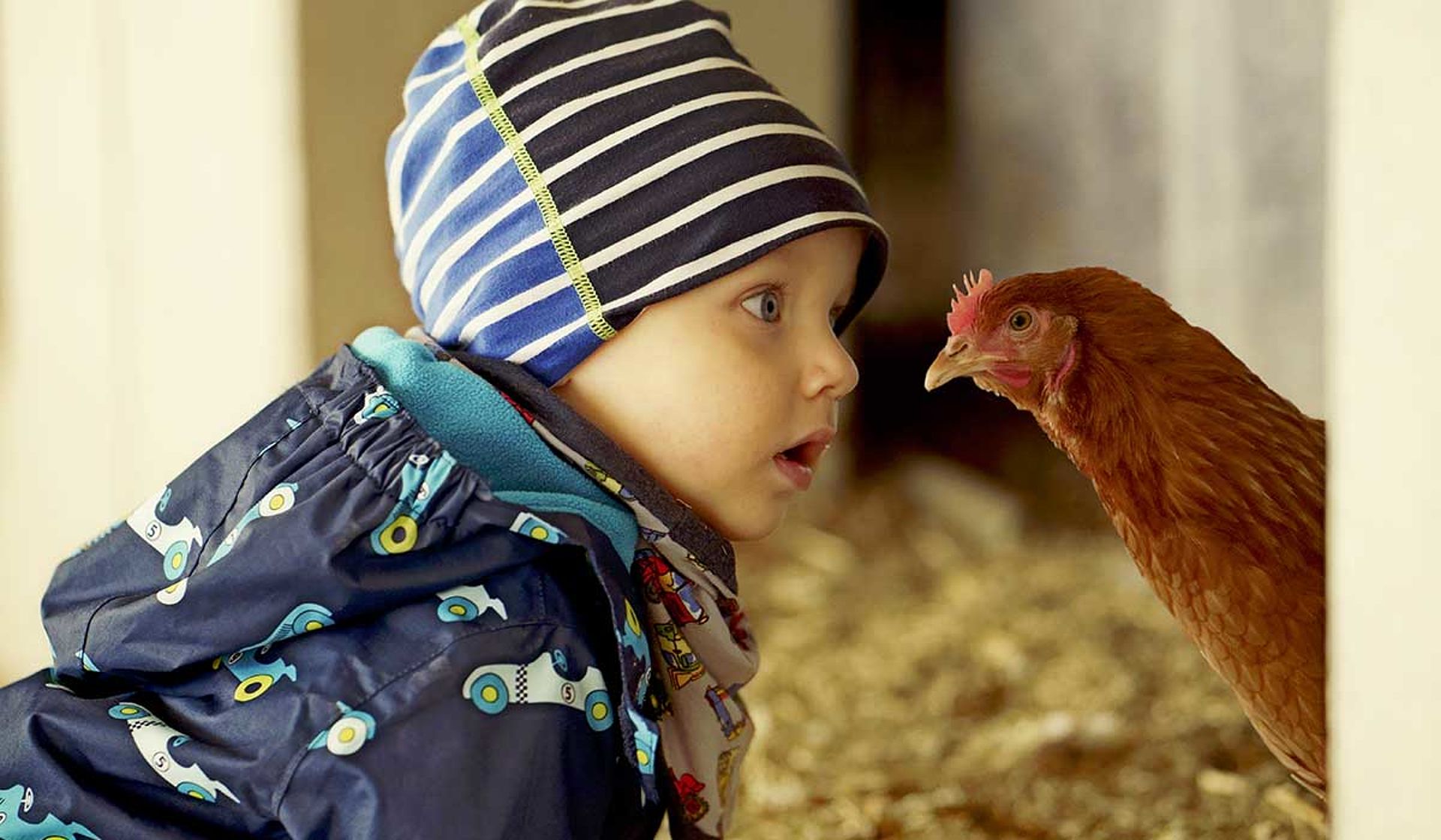 Die Hühner - Die Biohennen AG